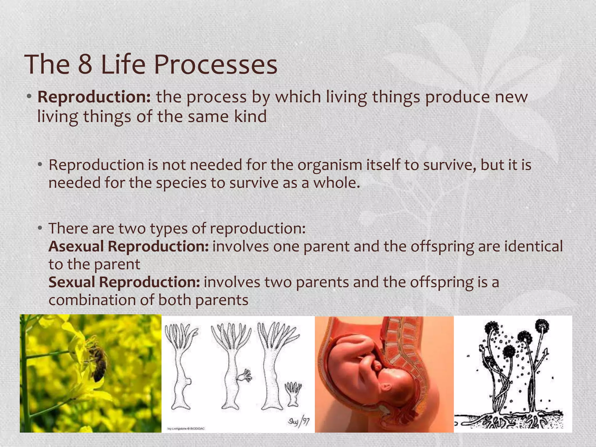 The 8 Life Processes & Homeostasis - Living Environment/Biology | PPTX