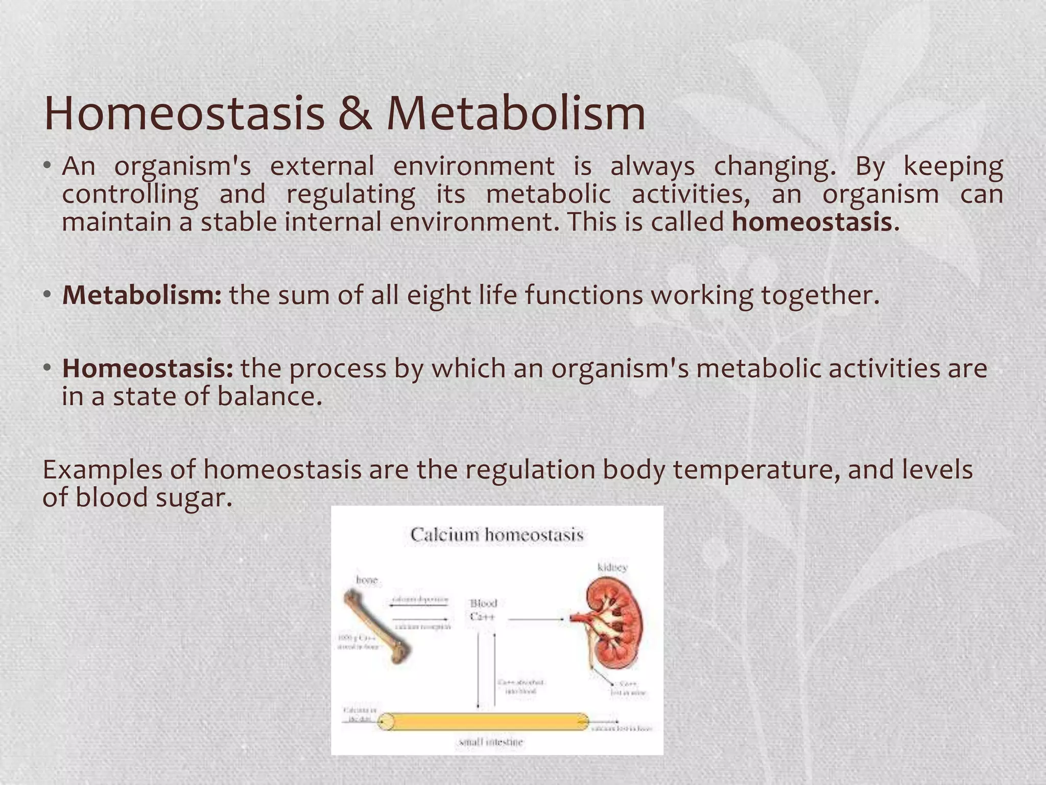 The 8 Life Processes & Homeostasis - Living Environment/Biology | PPTX