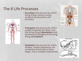 The 8 Life Processes & Homeostasis - Living Environment/Biology | PPTX