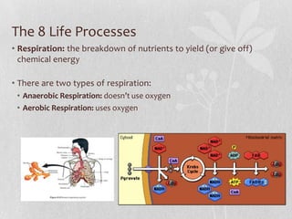 The 8 Life Processes & Homeostasis - Living Environment/Biology | PPTX