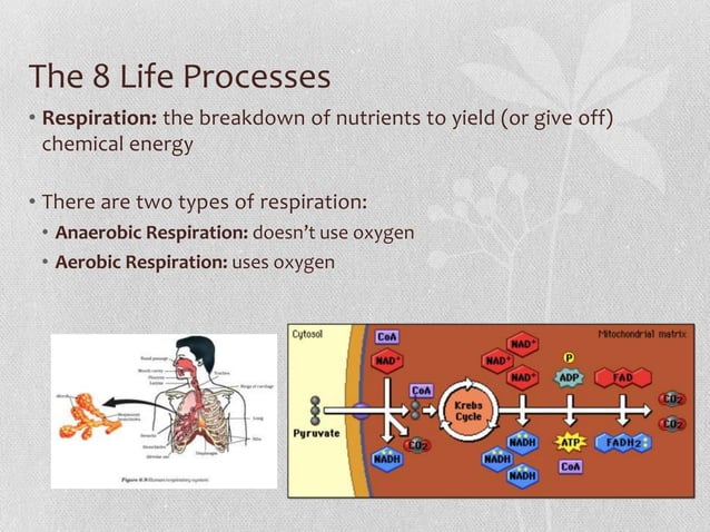 The 8 Life Processes & Homeostasis - Living Environment/Biology | PPTX
