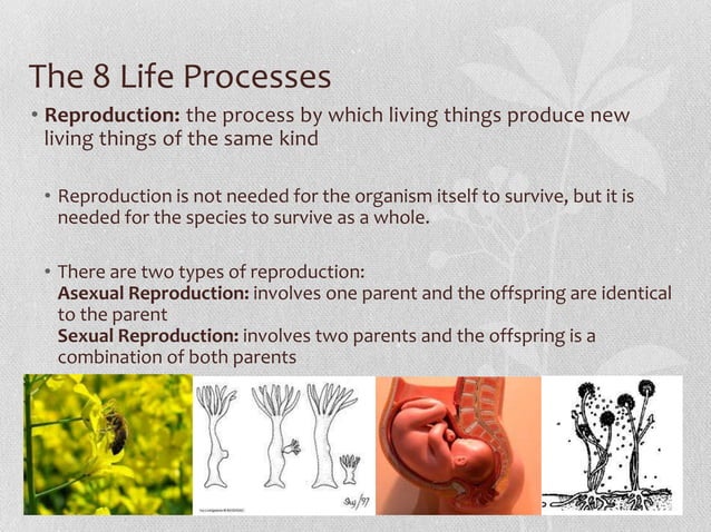 The 8 Life Processes & Homeostasis - Living Environment/Biology | PPTX