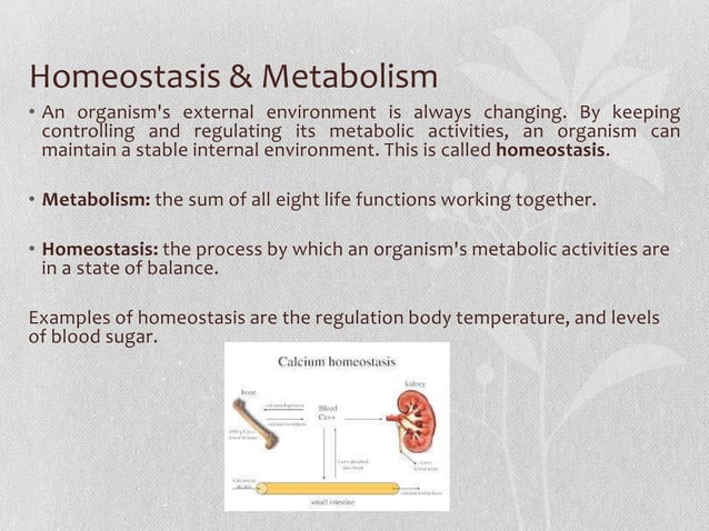 The 8 Life Processes & Homeostasis - Living Environment/Biology | PPT