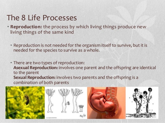 The 8 Life Processes & Homeostasis - Living Environment/Biology