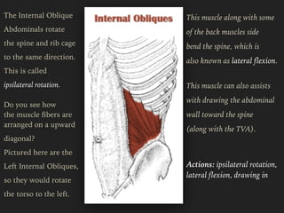 The abdominals | PDF | Death, Injury, or Military Conflict | Sensitive ...