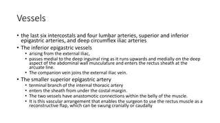 The abdominal wall | PPTX