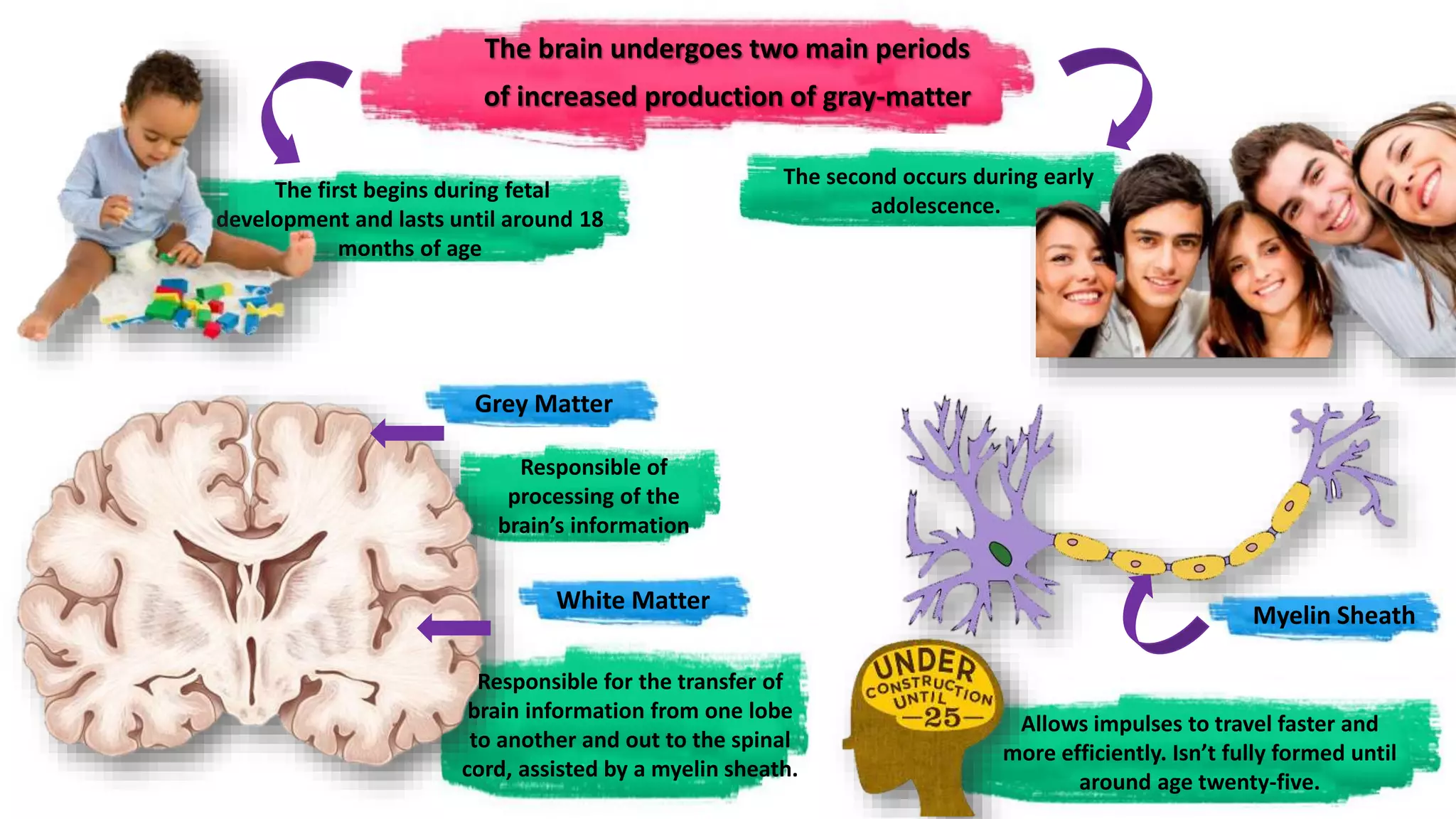 The Adolescent Brain - Visual Learners | PPTX
