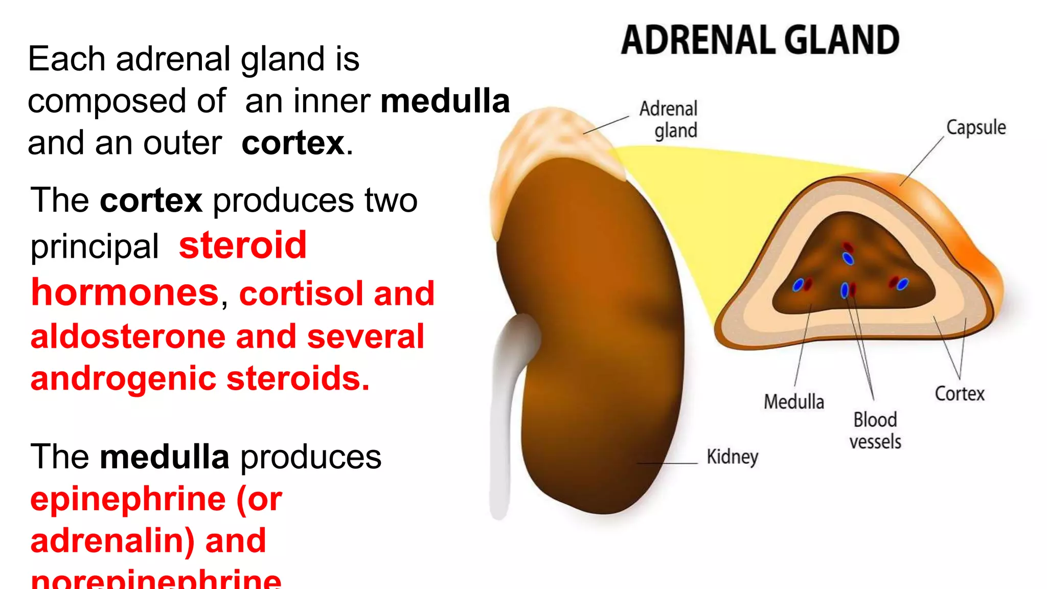 The Adrenal Gland-converted.pptx
