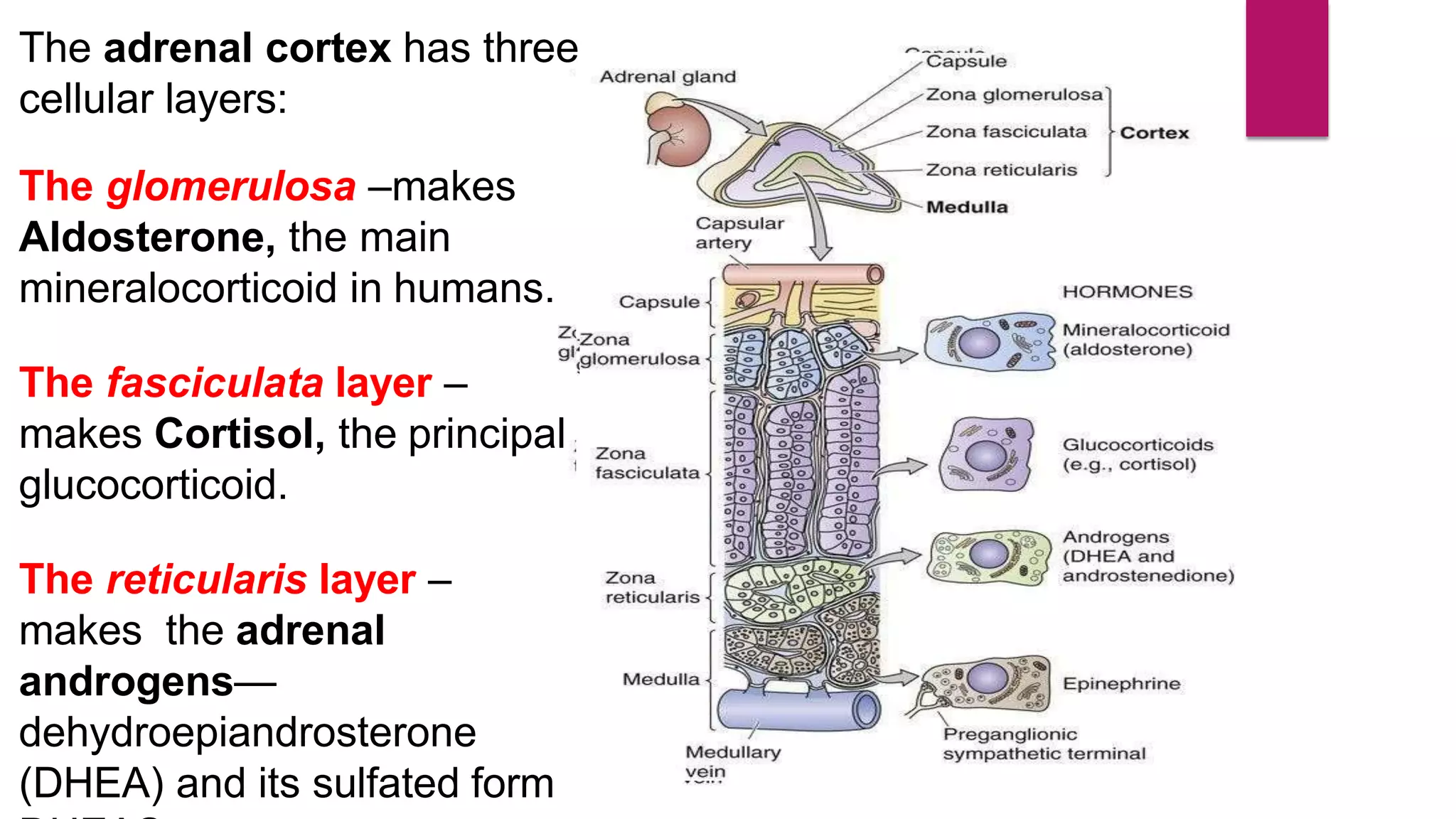 The Adrenal Gland-converted.pptx