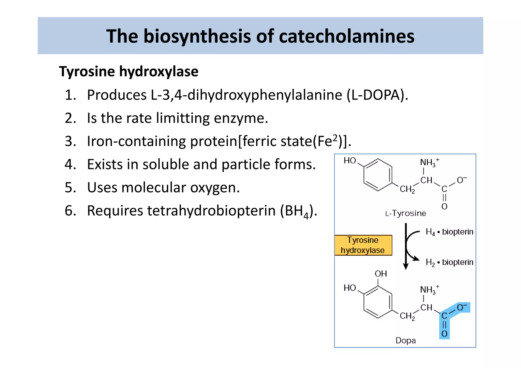 The adrenal gland, catecholamine synthesis | PDF