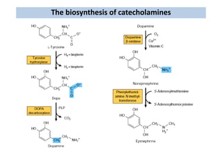 The adrenal gland, catecholamine synthesis | PDF