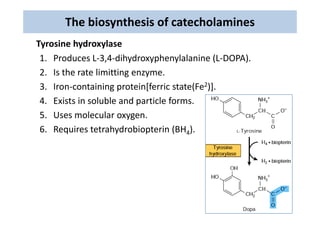 The adrenal gland, catecholamine synthesis | PDF