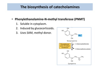 The adrenal gland, catecholamine synthesis | PDF