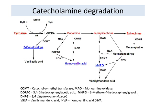 The adrenal gland, catecholamine synthesis | PDF | Endocrine and ...