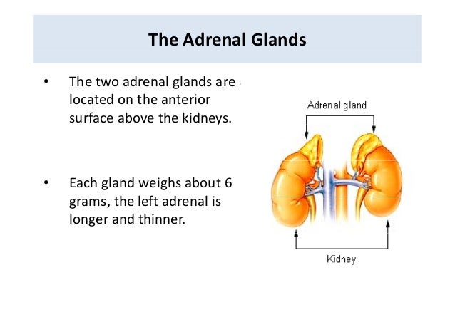 The adrenal gland, catecholamine synthesis