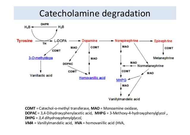 The adrenal gland, catecholamine synthesis
