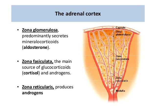 The adrenal gland, catecholamine synthesis