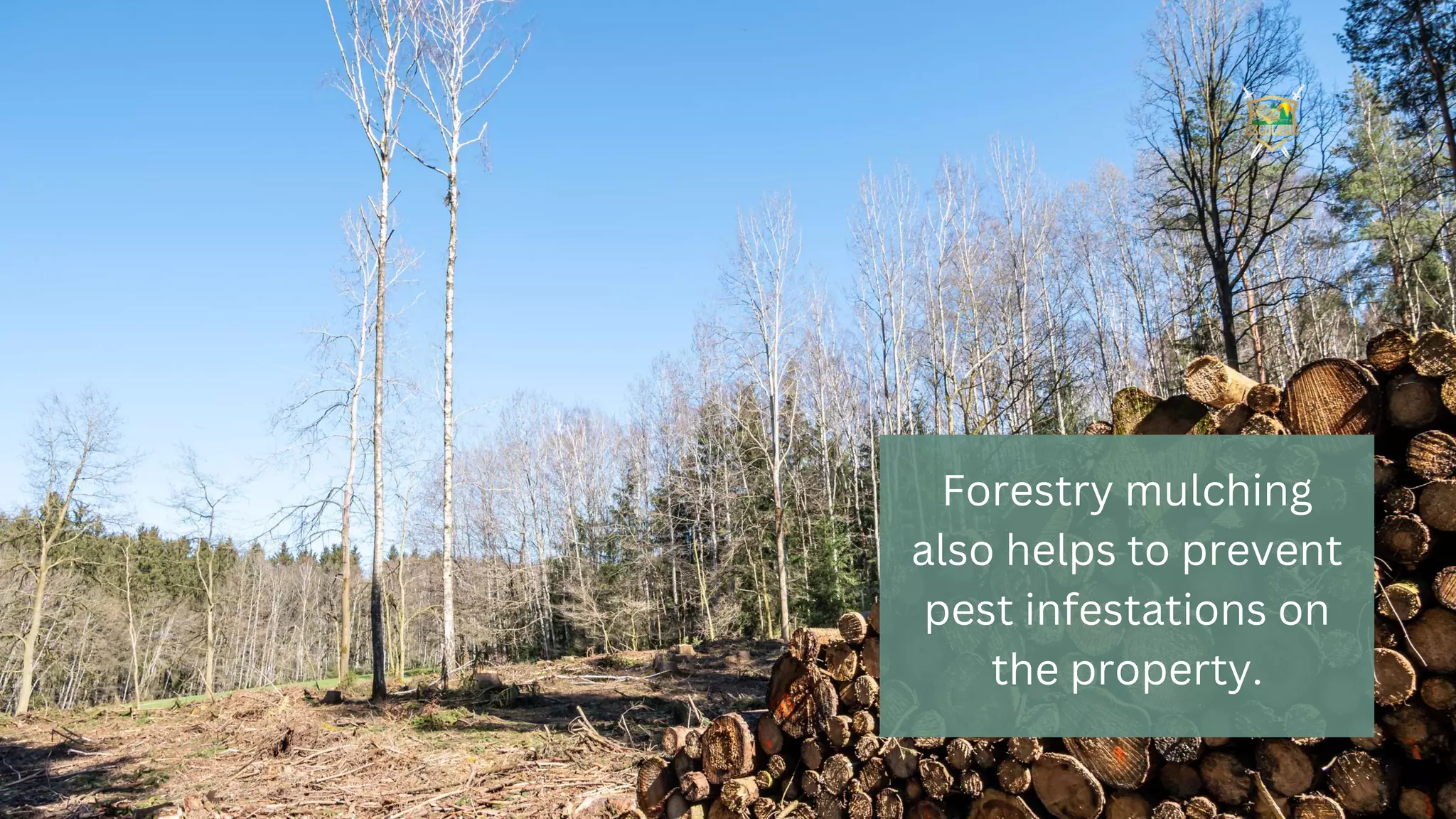 The Advantages and Disadvantages of Using Forestry Mulching For ...