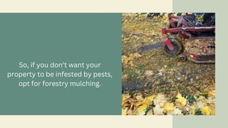 The Advantages and Disadvantages of Using Forestry Mulching For ...