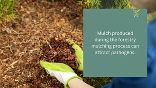 The Advantages and Disadvantages of Using Forestry Mulching For ...