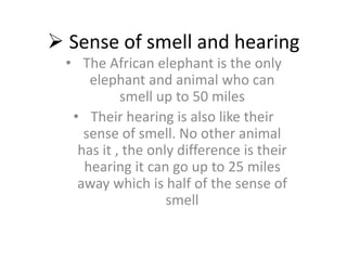 The African Elephant | PPTX