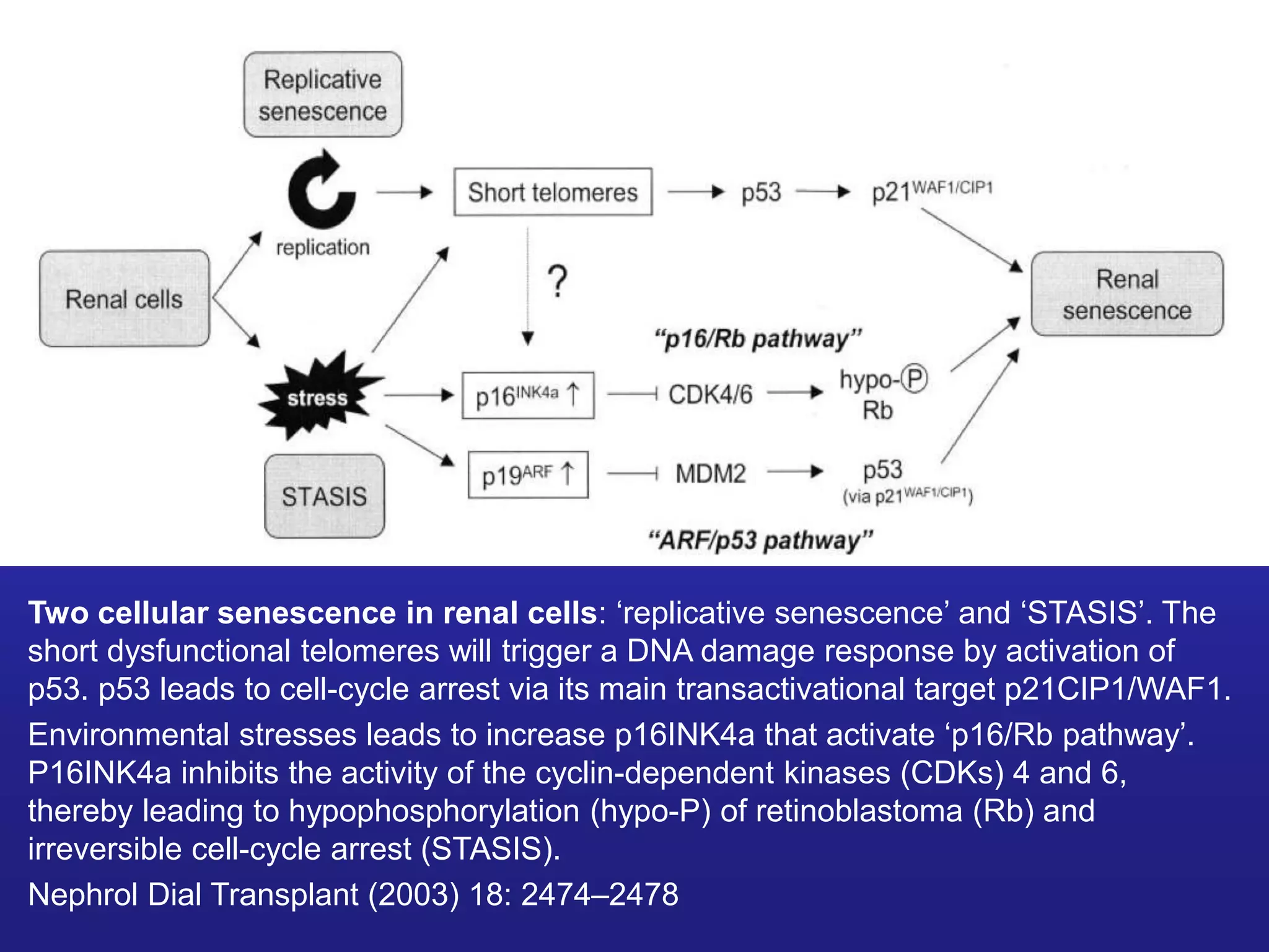 The aging kidneys | PPTX