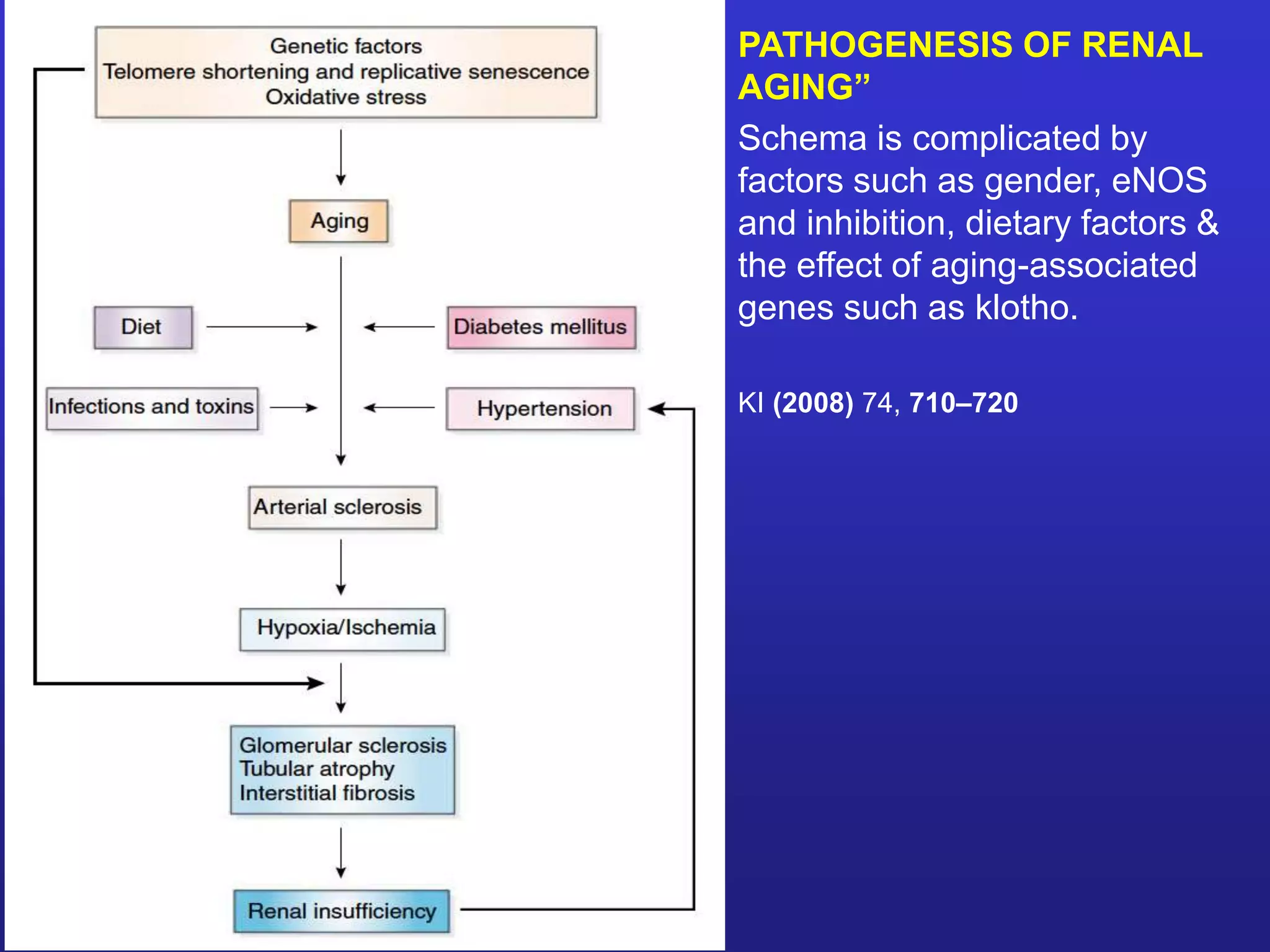 The aging kidneys | PPTX