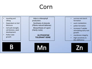 The agronomy of foliar feeding corn and soybean | PPTX