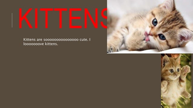 kittens | PPT