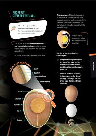 The air cell of the egg chicken on cage.pdf
