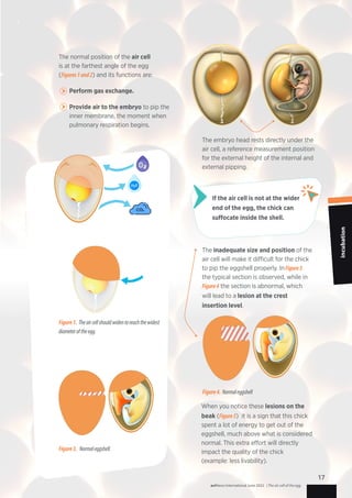The air cell of the egg chicken on cage.pdf