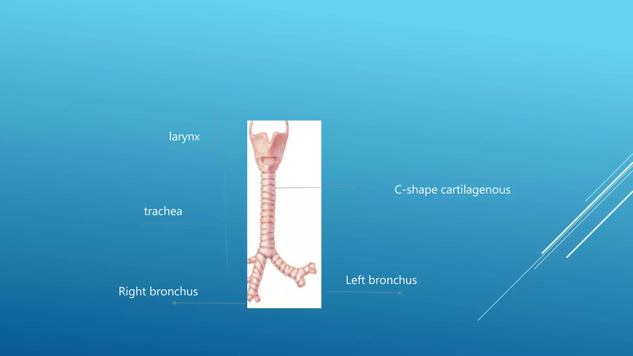 Air passageway in human body | PPTX