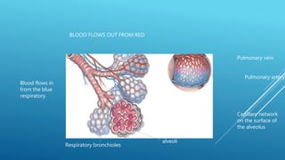 Air passageway in human body | PPTX