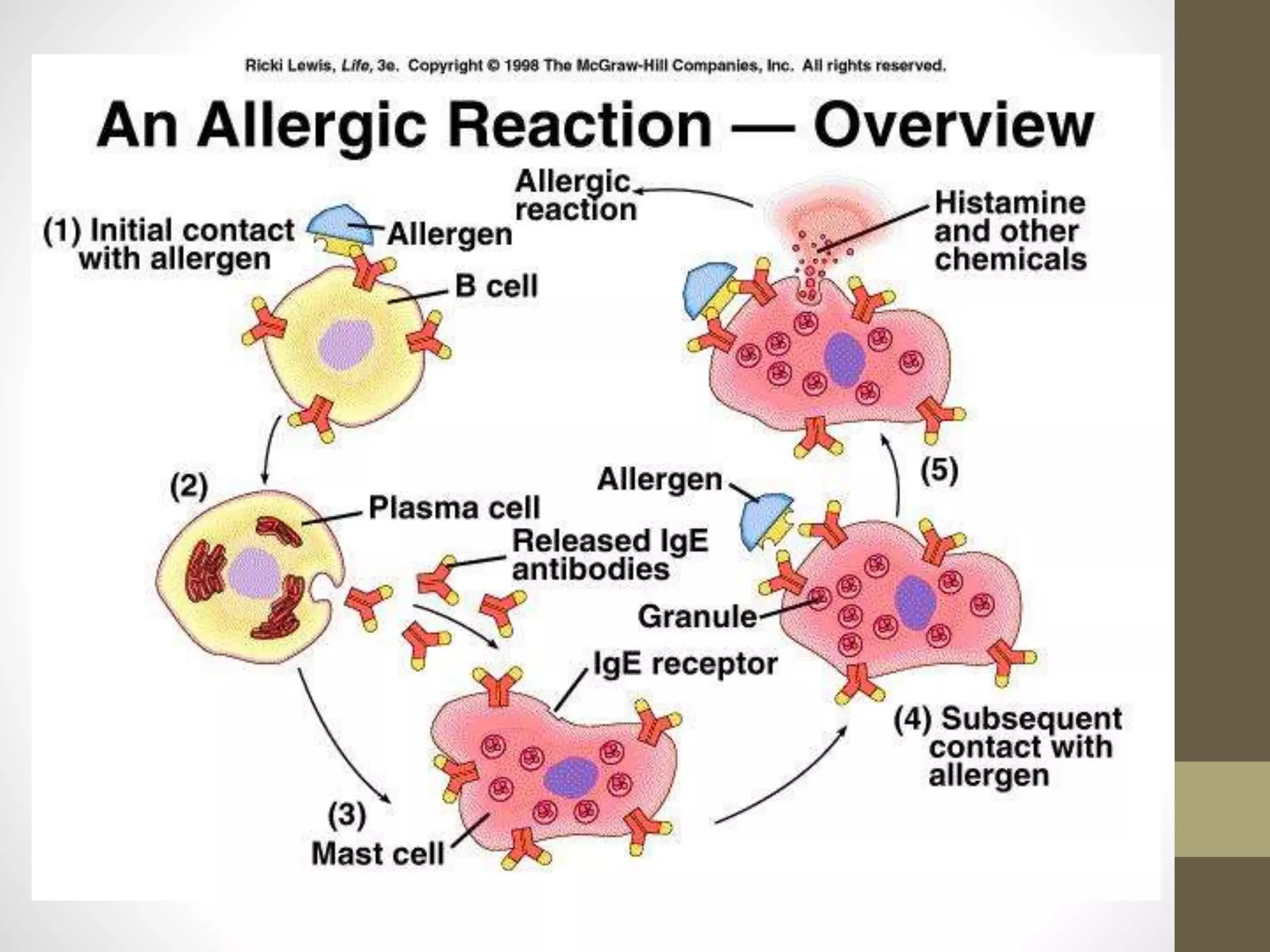 The allergic reaction process | PPT