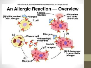 The allergic reaction process