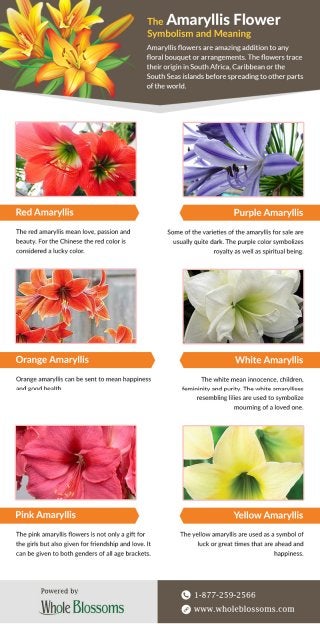 How to Find Amaryllis Flower Symbolism and Meaning