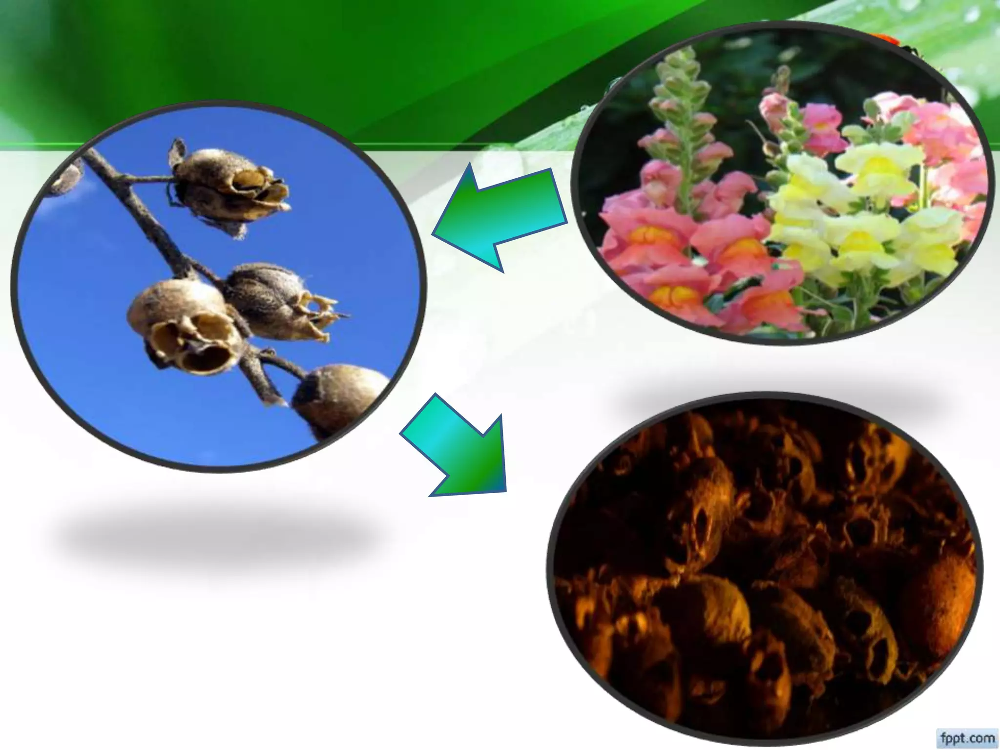 The amazing biological facts | PPTX