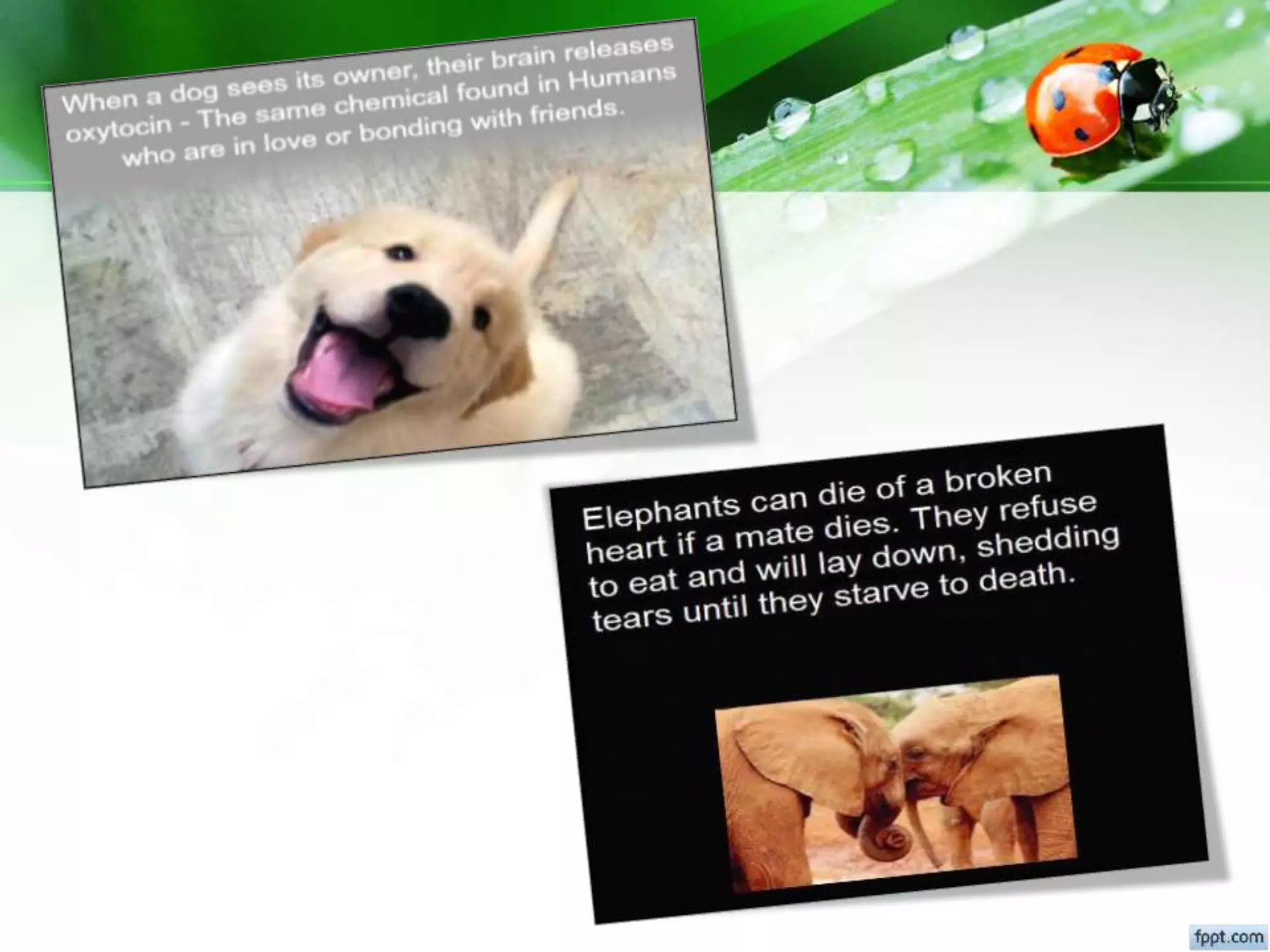 The amazing biological facts | PPTX