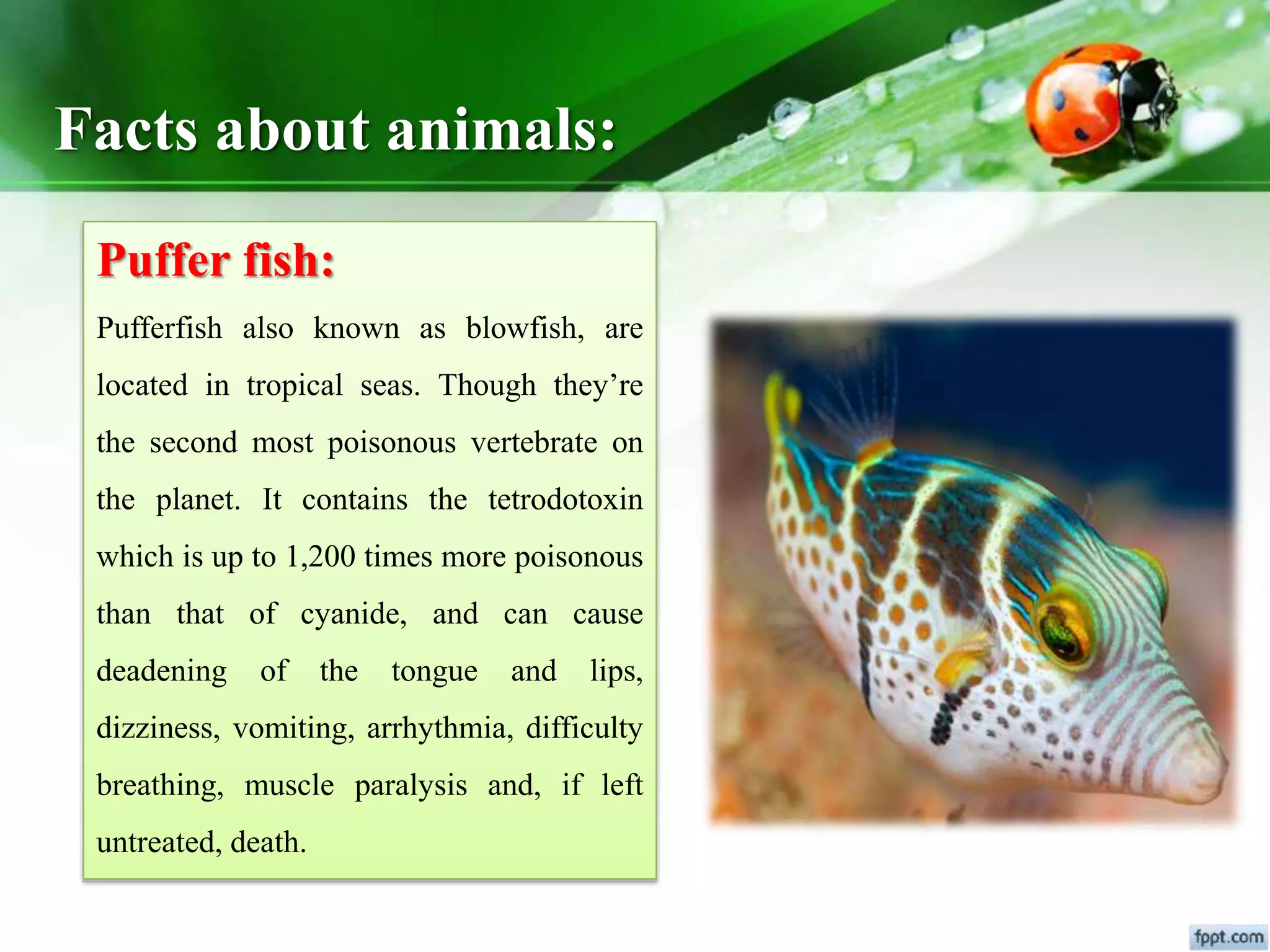 The amazing biological facts | PPTX