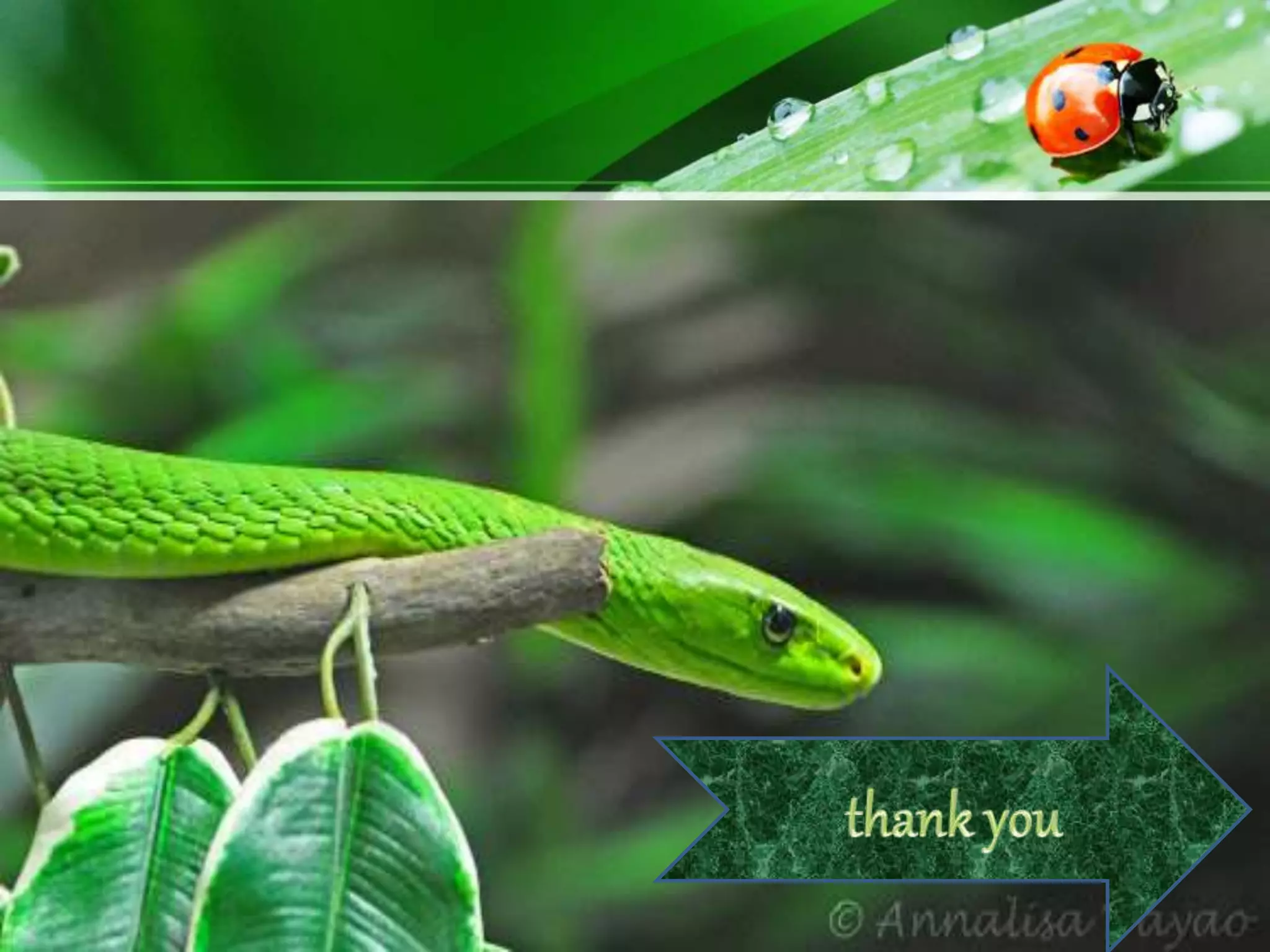 The amazing biological facts | PPTX