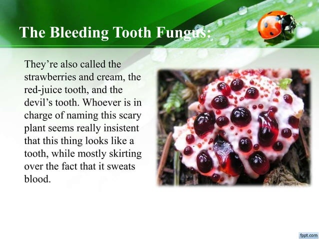 The amazing biological facts | PPTX