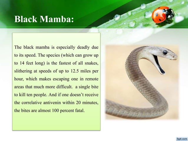 The amazing biological facts | PPTX