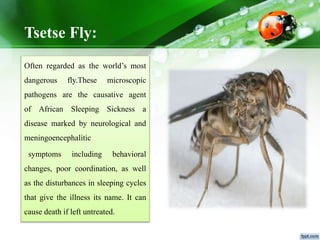 The amazing biological facts | PPTX