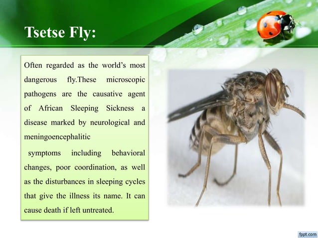 The amazing biological facts | PPTX