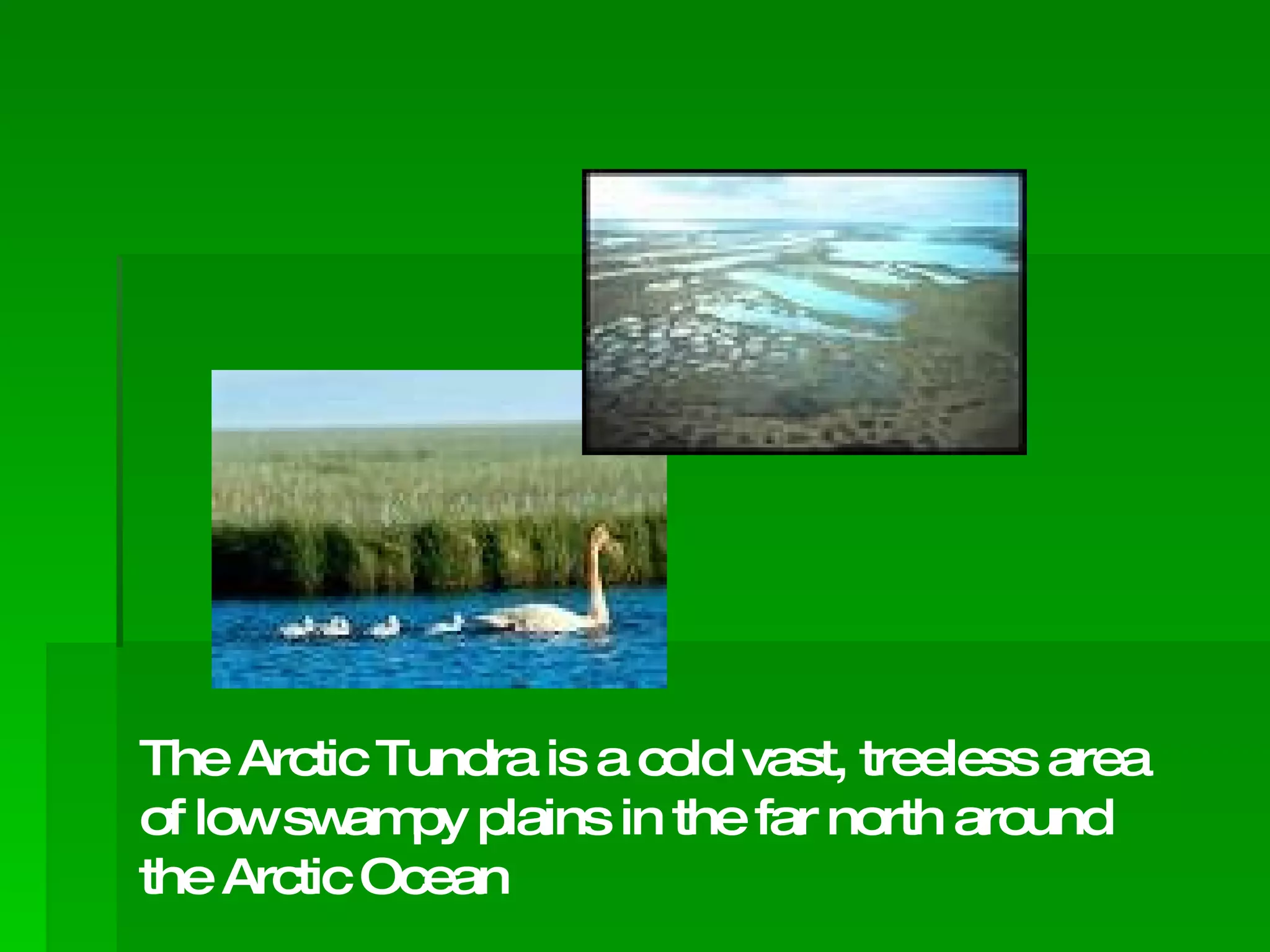 The Amazing Biome ,Tundra!Dillon | PPT | Polar Travel | Travel Locations