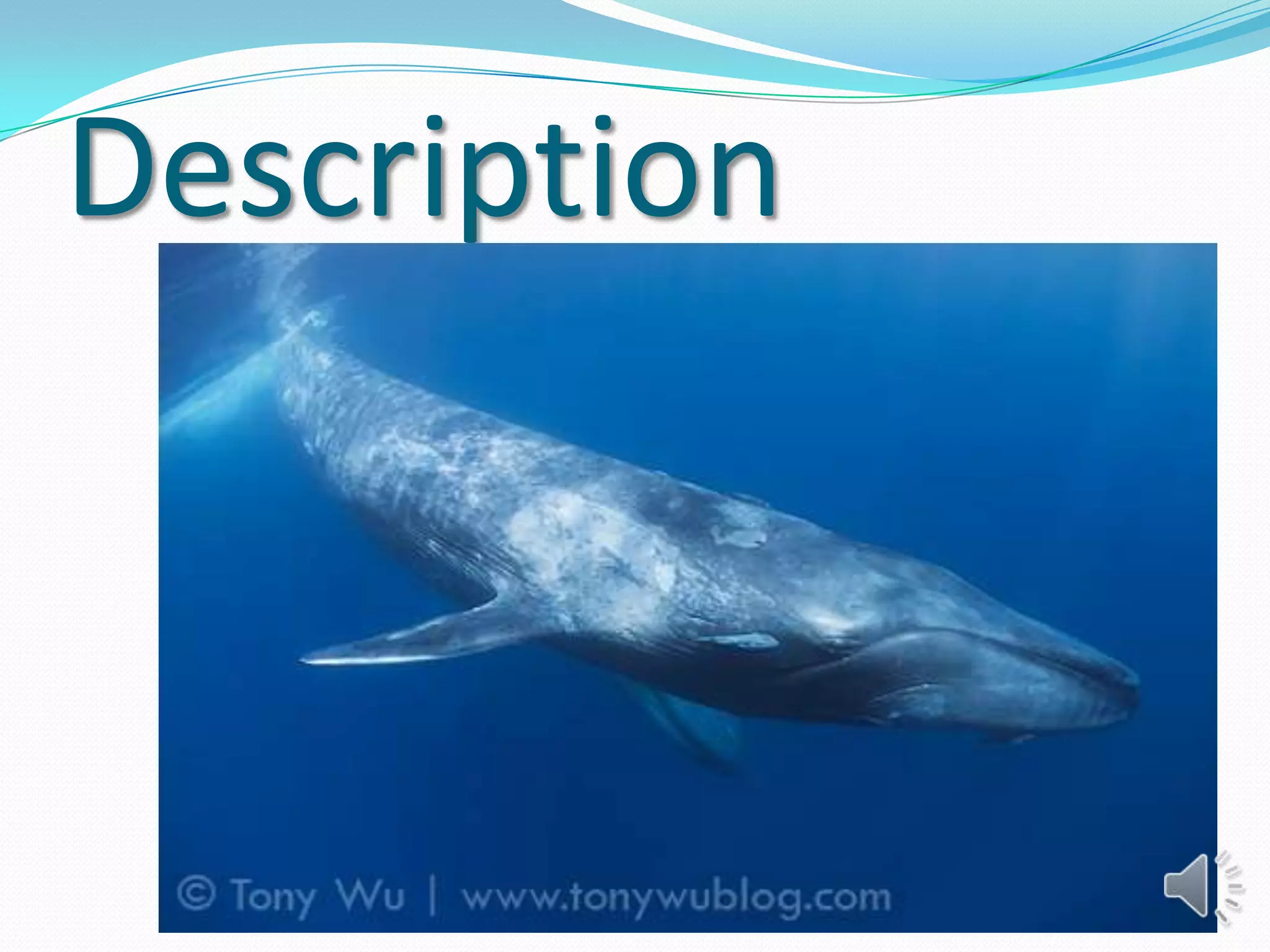 The amazing blue whale | PPTX