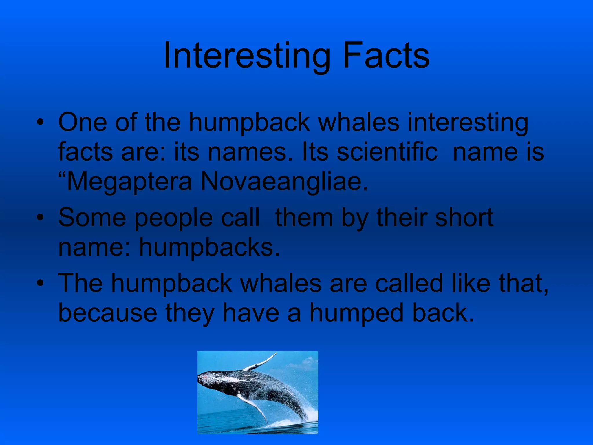 The amazing humpback whales | PPT