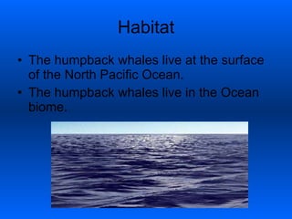 The amazing humpback whales | PPT