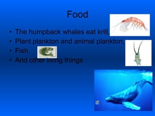 The amazing humpback whales | PPT
