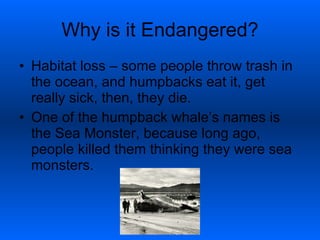 The amazing humpback whales | PPT